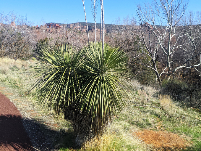 dry creek road in sedona 5