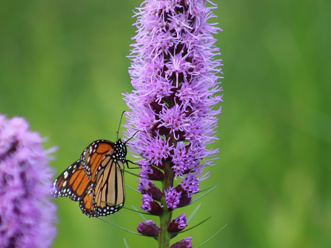 ellison bay community park & beach 7