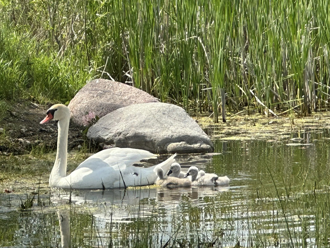 hastings lake loop 7