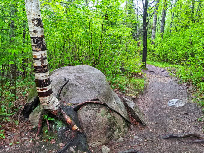 Kawishiwi Falls (Ely) 1