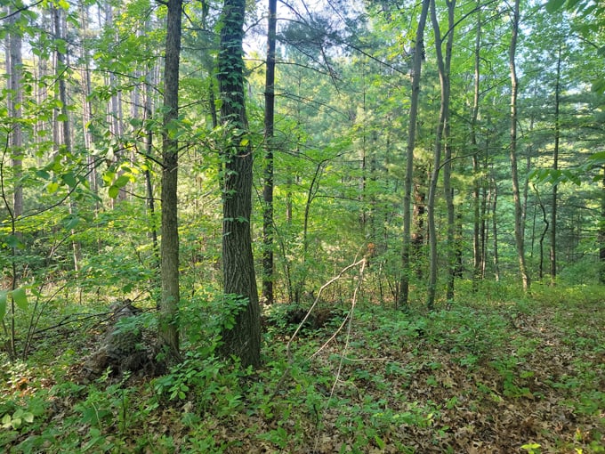 mill bluff state park 4