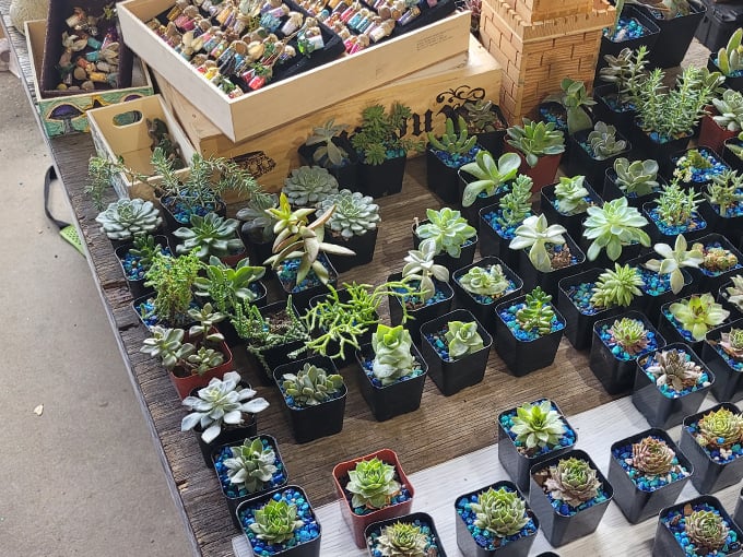 renningers flea and farmers market 6