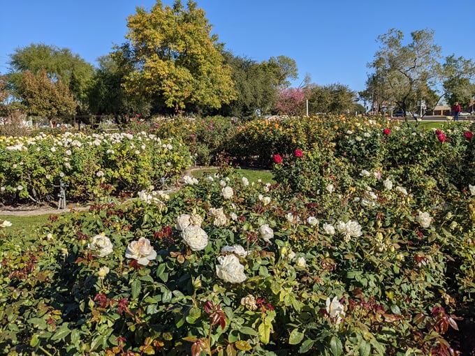 the rose garden at mcc 2