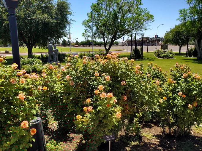 the rose garden at mcc 4