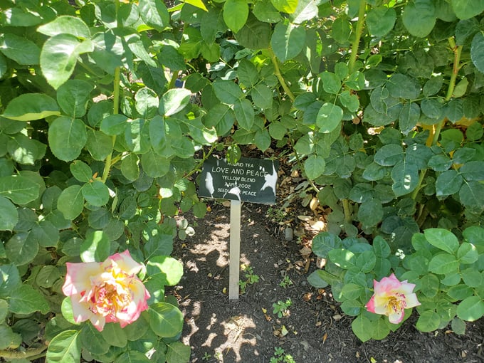 the rose garden at mcc 5