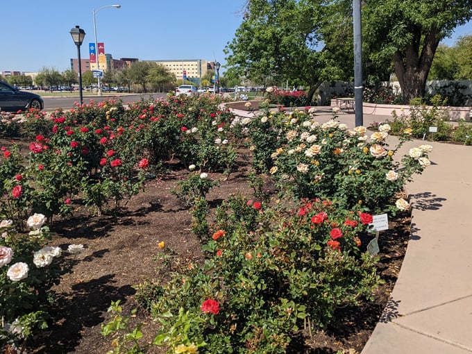 the rose garden at mcc 7