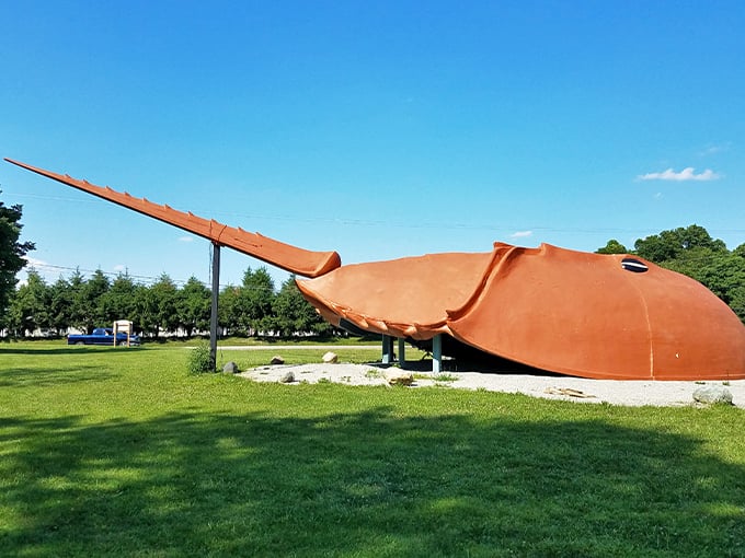 world's largest horseshoe crab 1