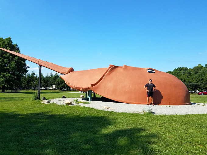 world's largest horseshoe crab 4
