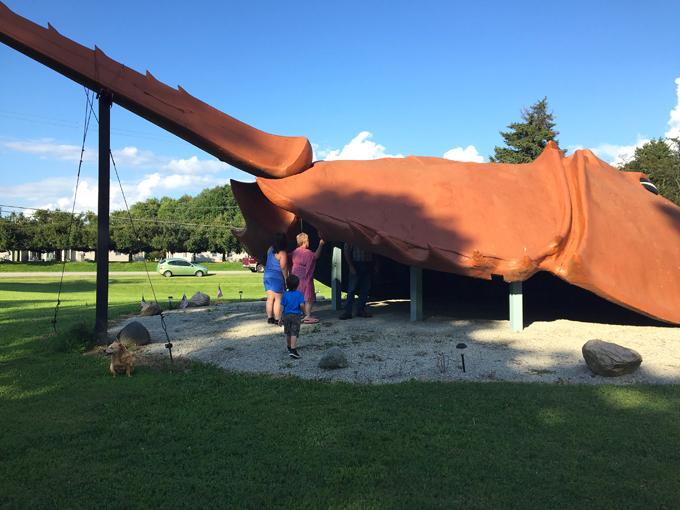 world's largest horseshoe crab 5