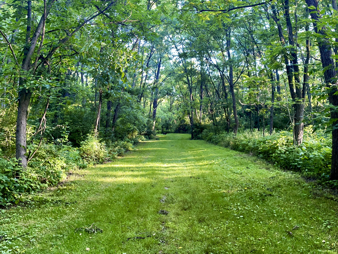 world's largest horseshoe crab 8