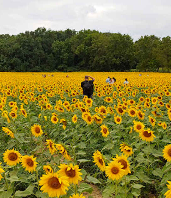 best sunflower fields ohio ftr