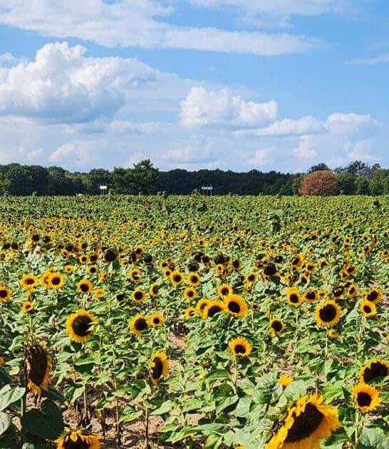 breathtaking sunflower field minnesota ftr