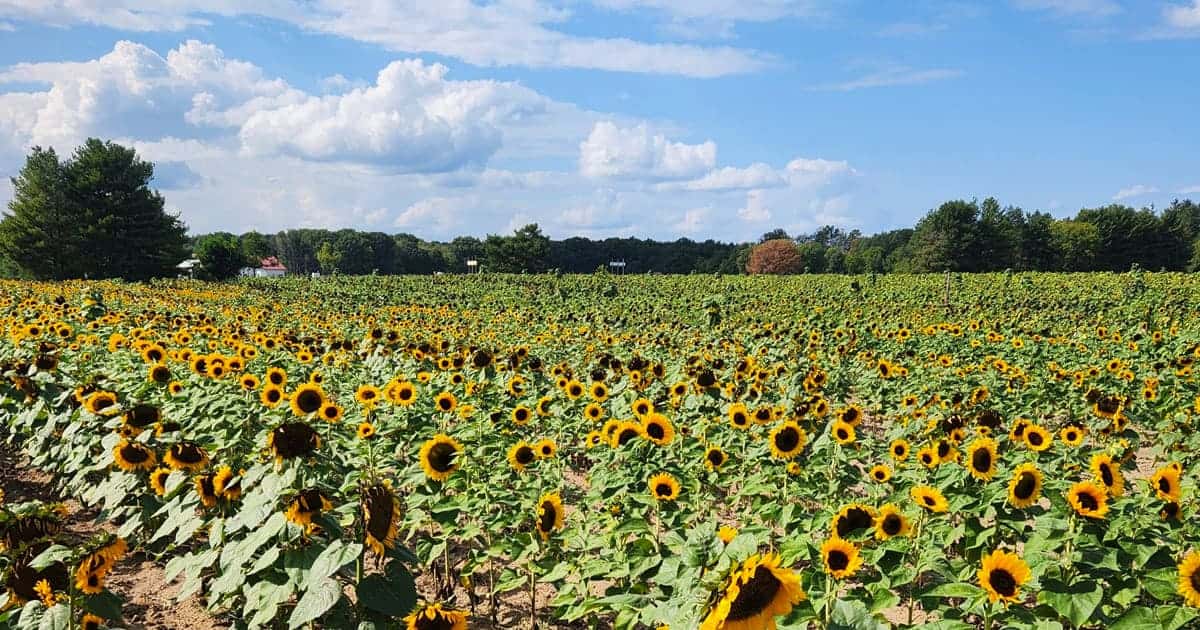 This 8-Acre Sunflower Field In Minnesota Is So Stunning, You Might ...