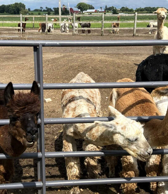 charming alpaca farm illinois ftr