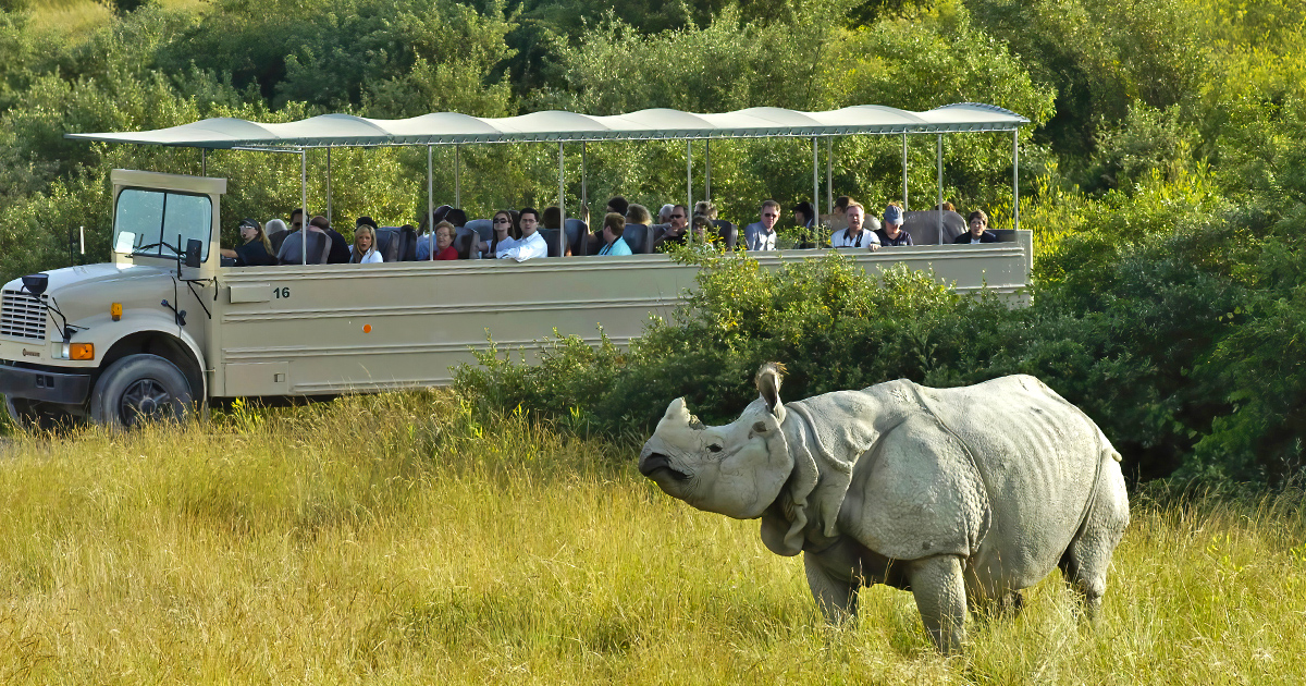 This Unforgettable Drive-Thru Safari In Ohio Will Transport You ...