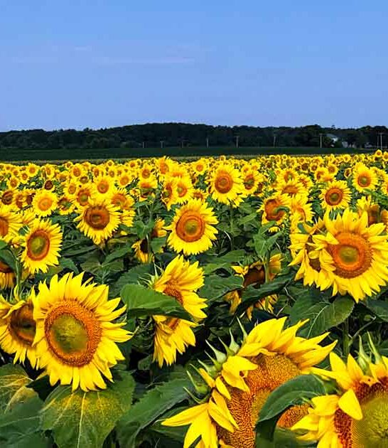 picturesque sunflower field illinois ftr