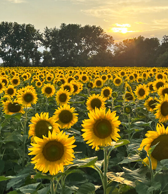 stunning sunflower field illinois ftr