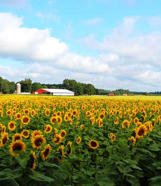 stunning sunflower fields michigan ftr
