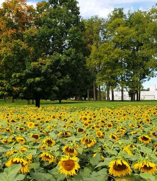 stunning sunflower fields ohio ftr