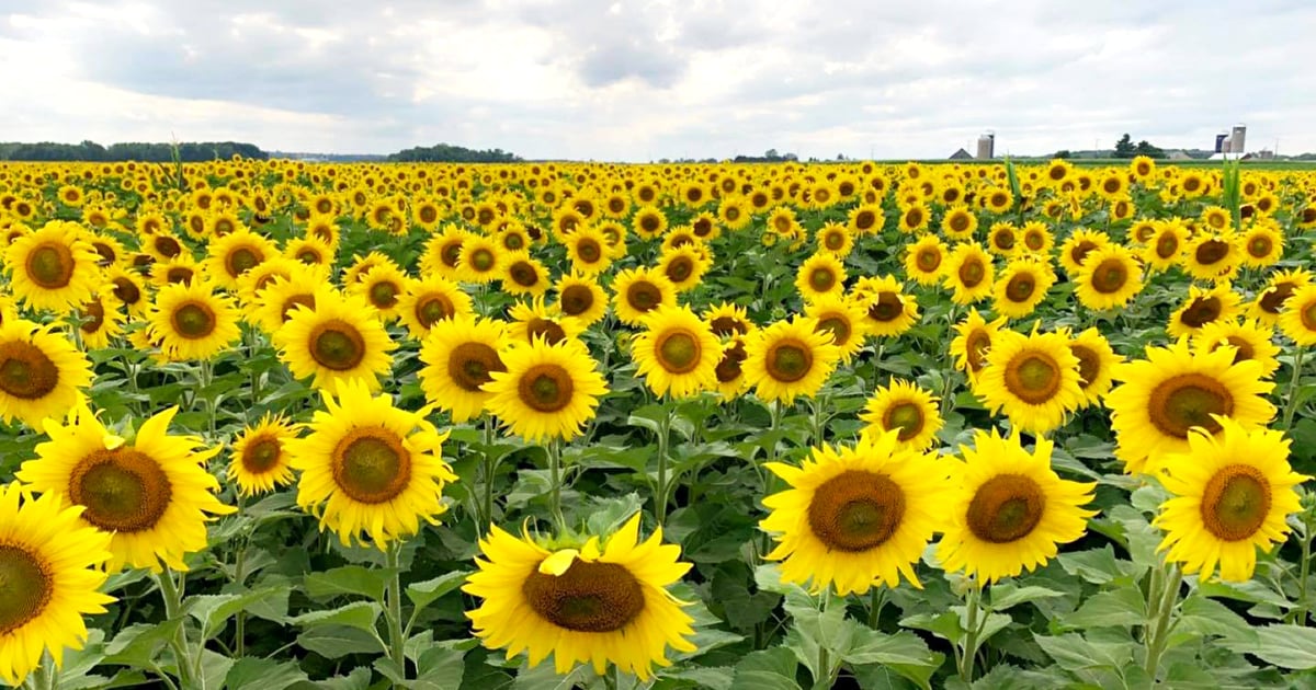 6 Stunning Sunflower Fields In Wisconsin That Look Like A Dream