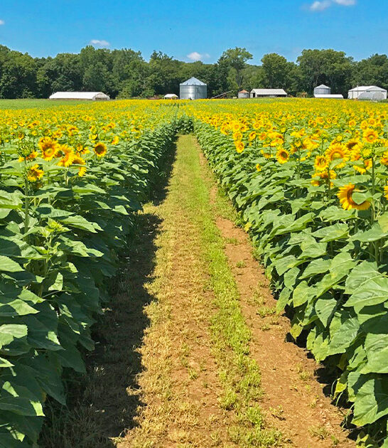 stunning sunflower maze illinois ftr