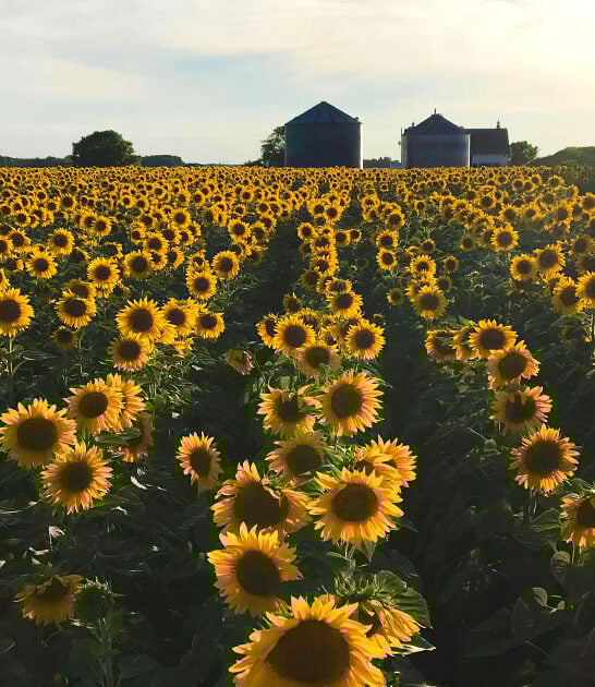 sunflower fields wisconsin trip ftr