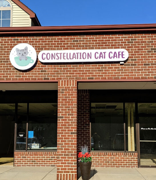 tiny cat cafe michigan ftr