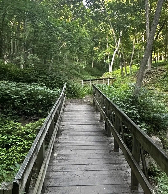 trail enchanting forest minnesota ftr