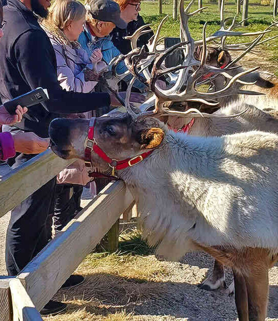 unique deer ranch illinois ftr