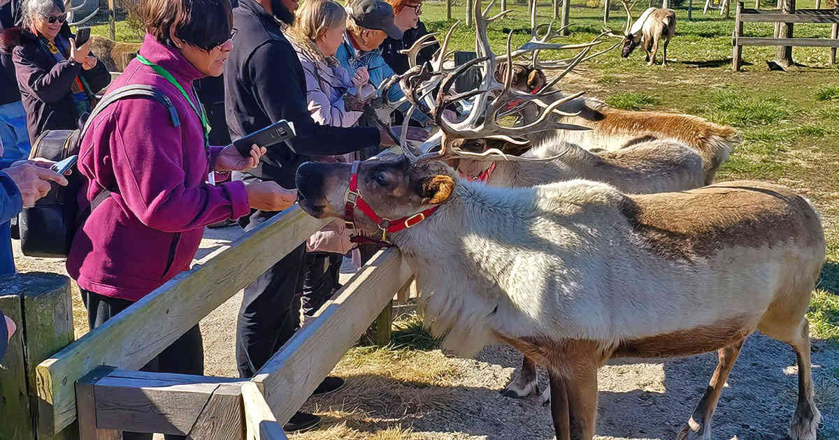 This Unique Deer Ranch In Illinois Is An Unforgettable Adventure With ...
