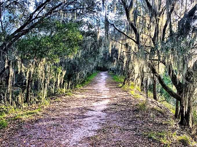 A pathway through time &ndash; Spanish moss drapes over ancient oaks, creating nature's own cathedral ceiling at Balm Boyette Preserve.