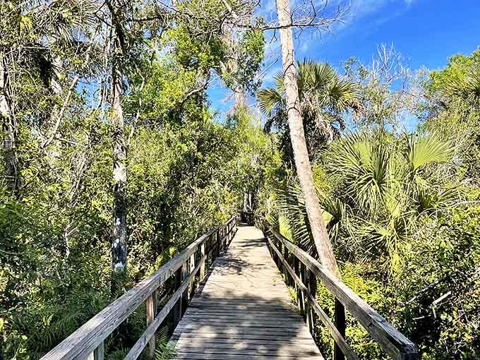 Welcome to nature's cathedral &ndash; where cypress trees reach skyward and worries melt away at Big Cypress Bend Boardwalk.