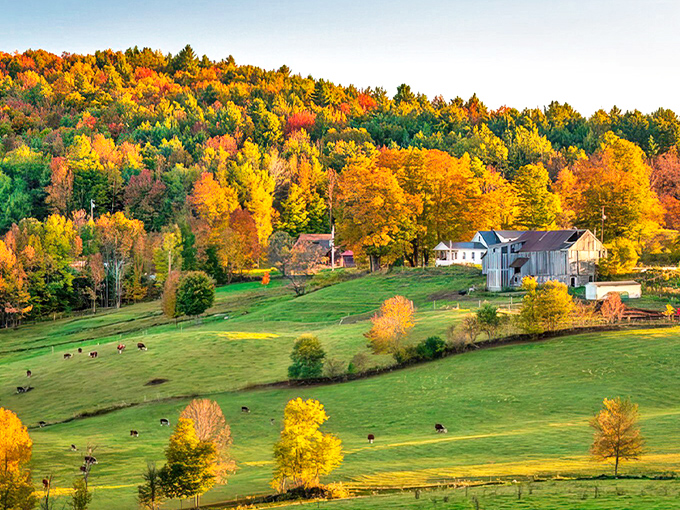 Vermont's rolling hills create a masterpiece backdrop at Billings Farm, where autumn paints the landscape in fiery hues that would make Bob Ross reach for his palette.