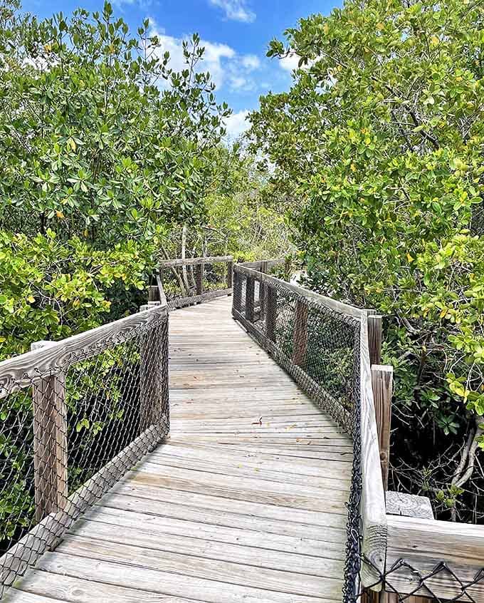 Wooden boardwalks wind through lush mangroves at Clam Bayou, creating nature's perfect stress-relief therapy session. No prescription needed!