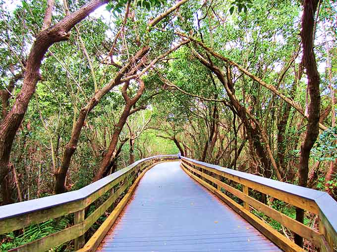 The Clam Pass Beach Boardwalk stretches before you like a wooden ribbon through emerald mangroves, promising adventure with every plank.