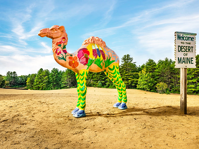 A colorful camel statue stands guard at the Desert of Maine, its flower-painted body a whimsical contrast to the surrounding sand dunes.