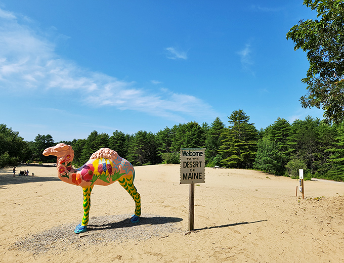 Welcome to the unexpected: Maine's very own desert complete with a colorful camel sculpture that seems to say, "Yes, you're still in New England!"