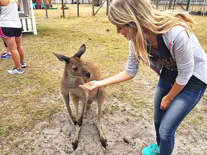 A gentle moment of connection as a visitor offers food to a curious kangaroo, creating the kind of memory that lasts far longer than any souvenir.