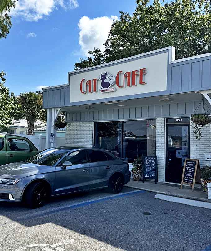 The Witty Whisker's inviting storefront beckons cat lovers and coffee enthusiasts alike, promising furry encounters behind its charming white brick facade.