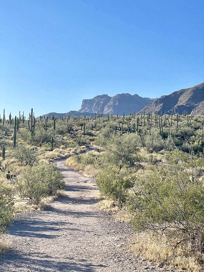 The path less traveled beckons through a forest of saguaros, standing like patient sentinels against the dramatic Superstition Mountains backdrop.