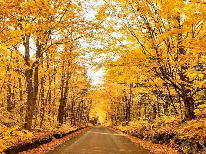 Houghton Canal Road: Nature's golden tunnel beckons travelers into a world where every curve reveals another breathtaking autumn masterpiece.