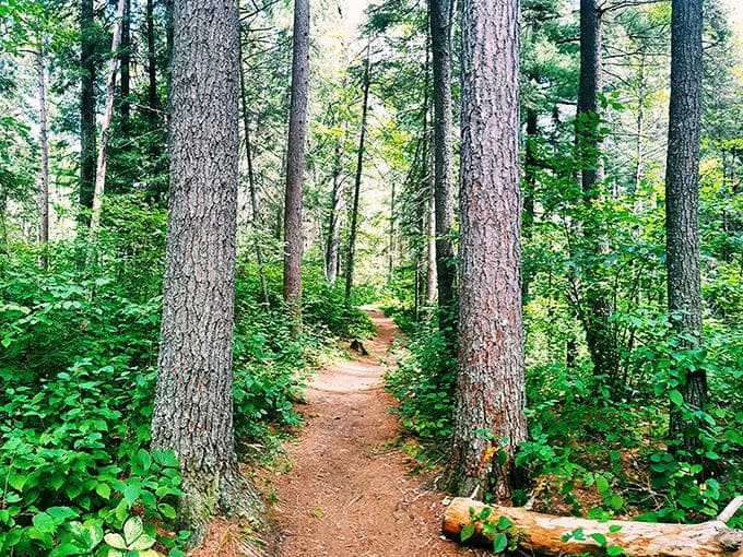 A sunlit path through The Lost 40 beckons visitors into a world where towering pines have witnessed centuries of history unfold beneath their branches.