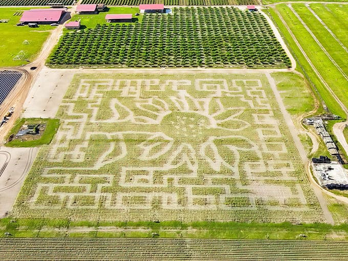 An aerial view reveals the farm's impressive corn maze design, a sprawling agricultural artwork that challenges visitors each fall season.