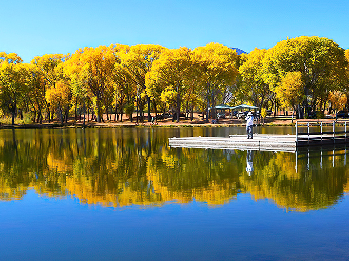 Golden cottonwoods create a breathtaking autumn canopy at Dead Horse Ranch State Park, where desert meets seasonal splendor in unexpected ways.