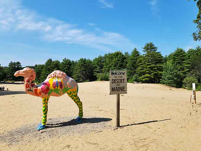 That colorful camel knows something the rest of Maine doesn't, and it's standing guard over one of New England's most delightful geographical pranks.