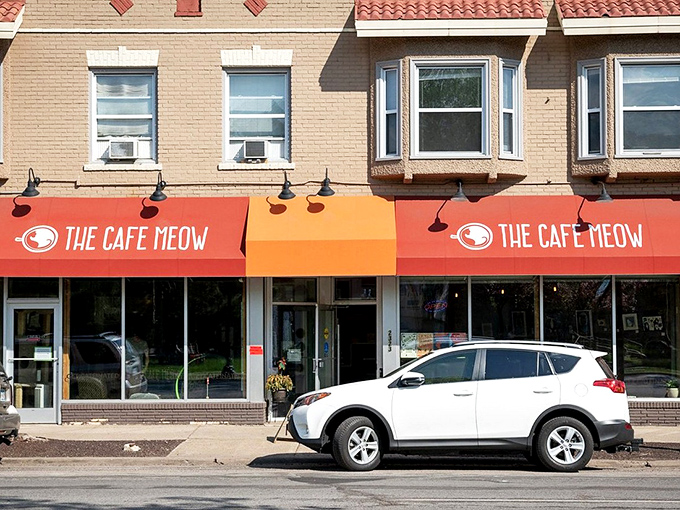 The inviting orange awning of The Caf&eacute; Meow beckons coffee and cat lovers alike to this unique Roseville destination.