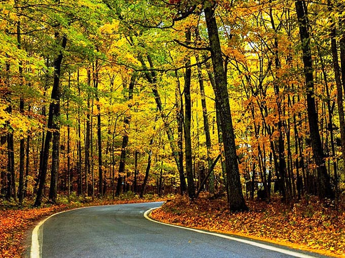 Nature's cathedral: Sunlight filters through autumn foliage, creating a golden glow that transforms M-119 into a magical passage.