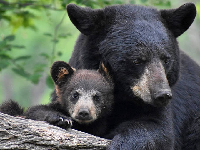 Welcome to bear paradise! The Vince Shute Wildlife Sanctuary sign greets visitors with the promise of unforgettable encounters.