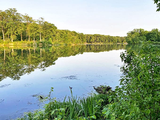 Mirror-like waters reflect towering trees at Walnut Point State Park, where nature puts on a double feature of serenity.