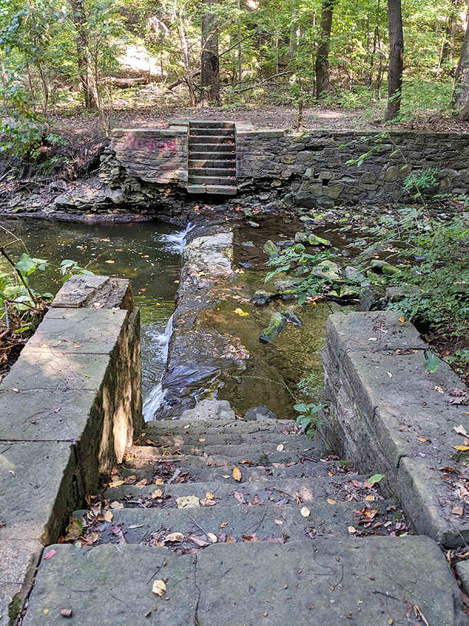 Ancient stone steps emerge from the forest floor, inviting explorers to discover what lies beyond the weathered passage.